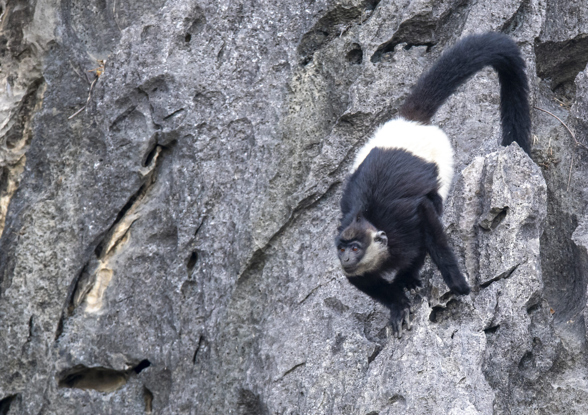 Tìm hiểu về vooc mông trắng | Delacour's Langur - Vanlong garden